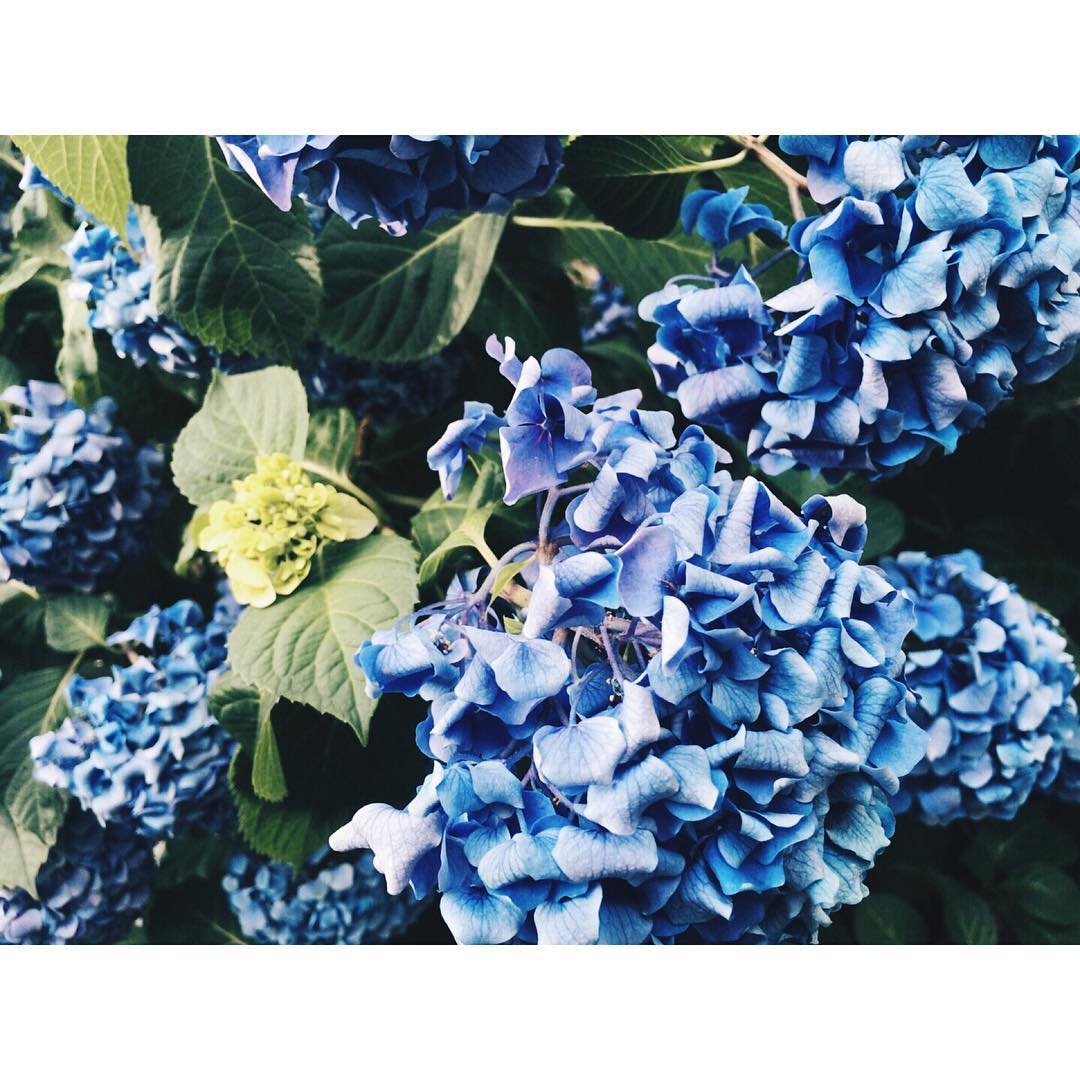 @谷まりあ: ちょと下向きだったけど #maria_flower... - Moe Zine