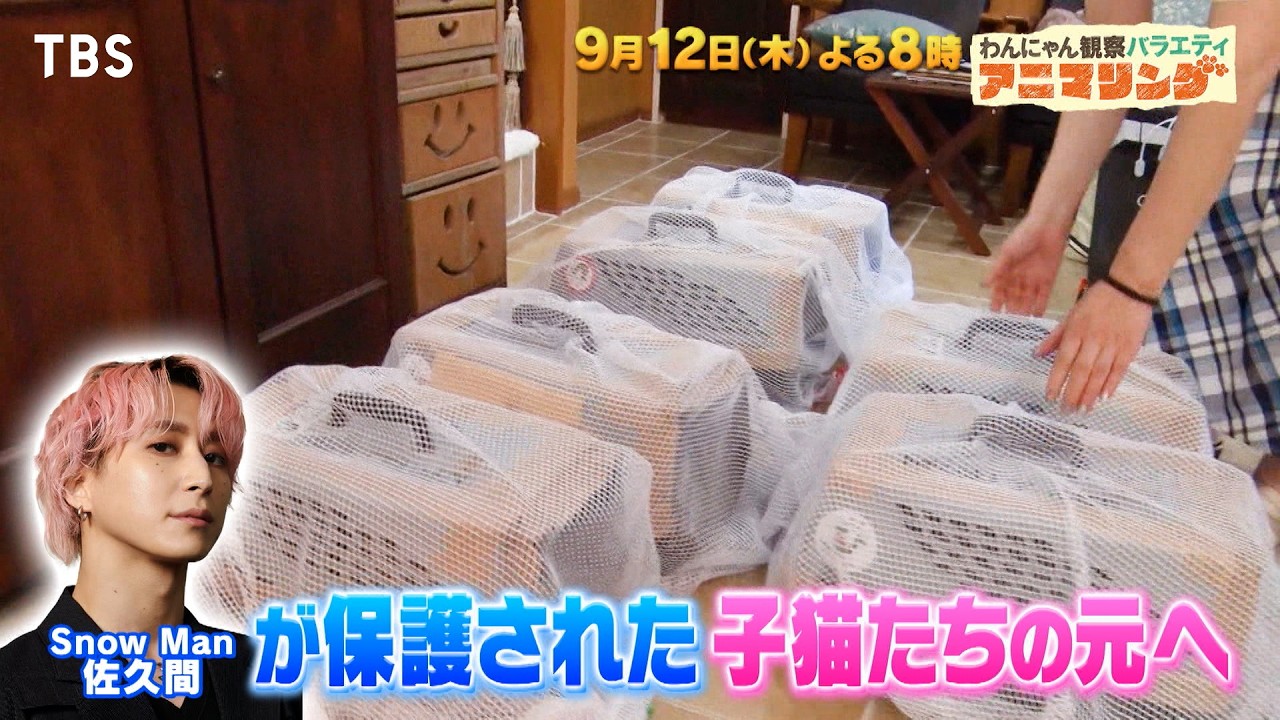 Snow Man 佐久間大介 芸能界ネコマスターへの道!!『アニマリング』9/12(木)【TBS】 - Moe Zine